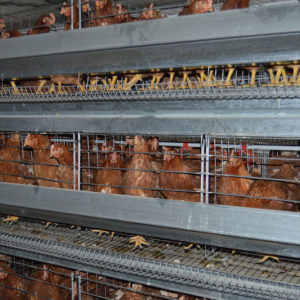 VERTICAL CAGES – Reliance Poultry Equipment